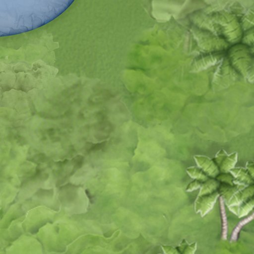 Anteaters | Disney Animals | Walt Disney World Resort